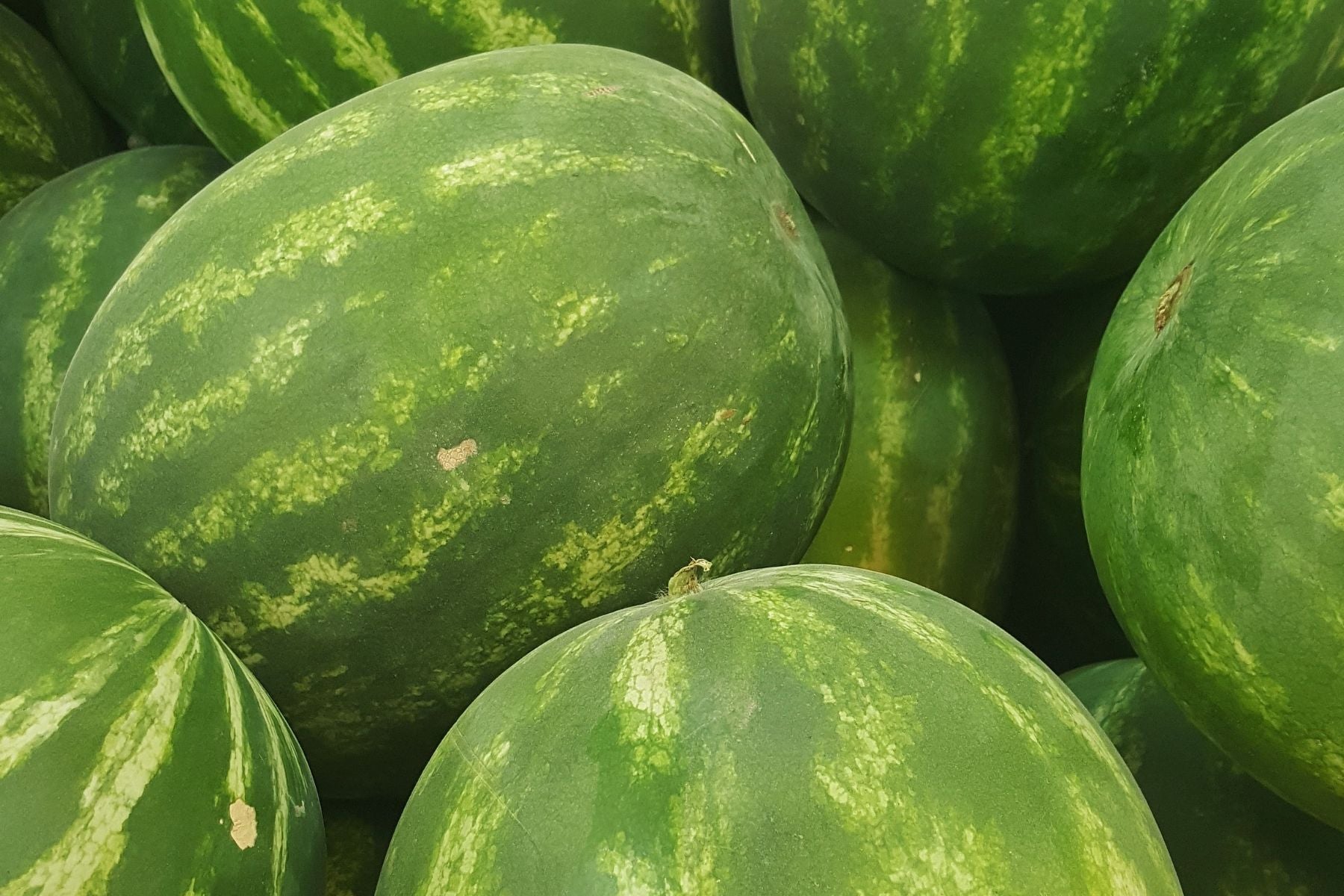 Seedless Watermelon – Bread Brothers Bakery